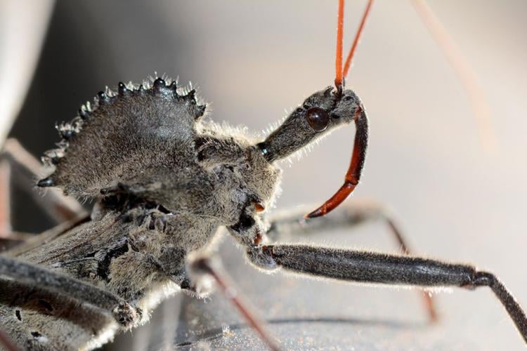 wheel bug uk