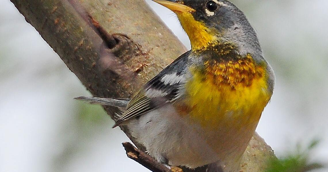 northern parula range