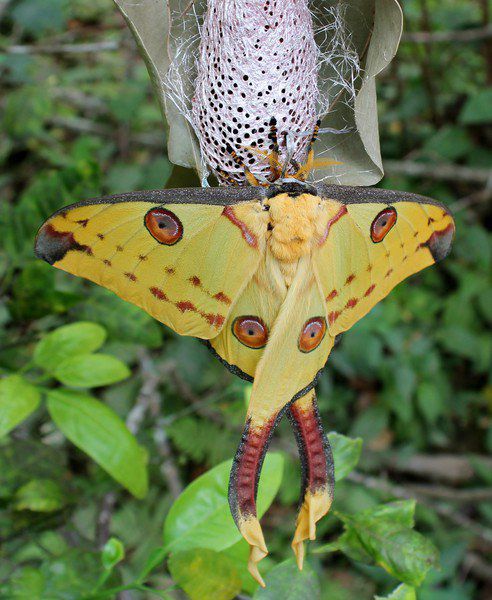 Randy's Natural World: The moon moth | Lifestyles | theadanews.com