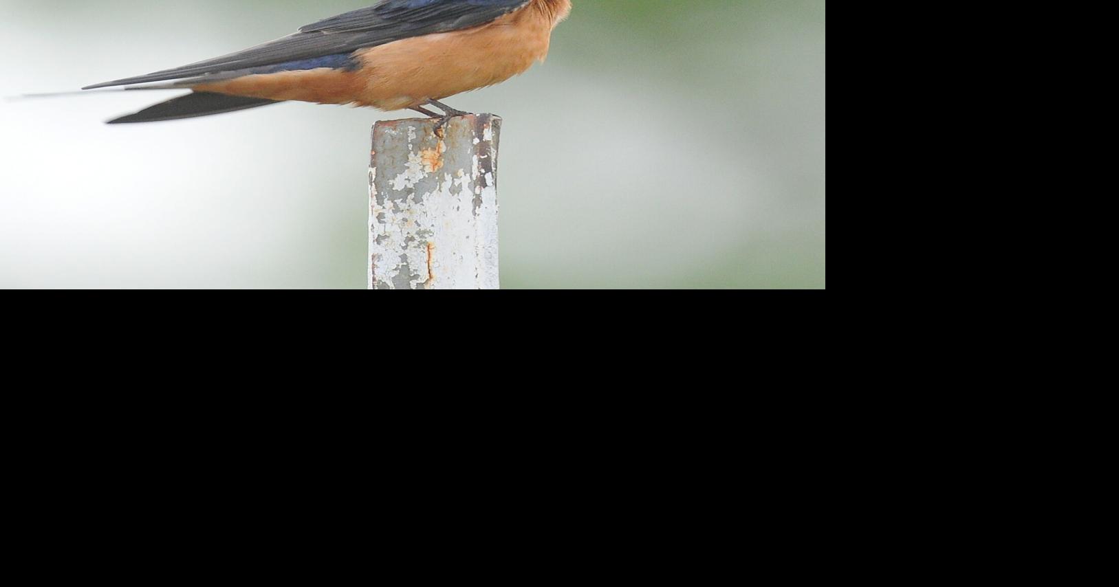 The barn swallow | Lifestyles | theadanews.com