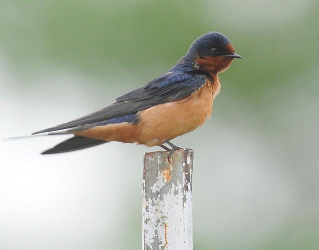 swallow barn wem