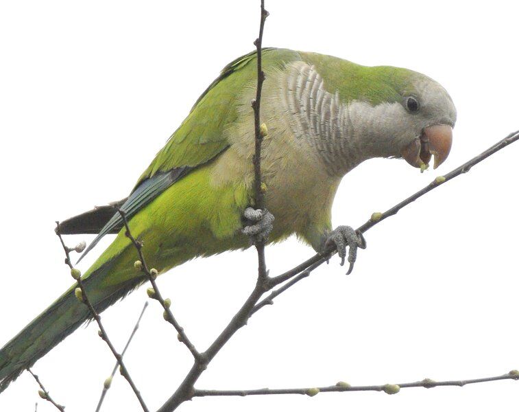 Texas parrots | Lifestyles | theadanews.com