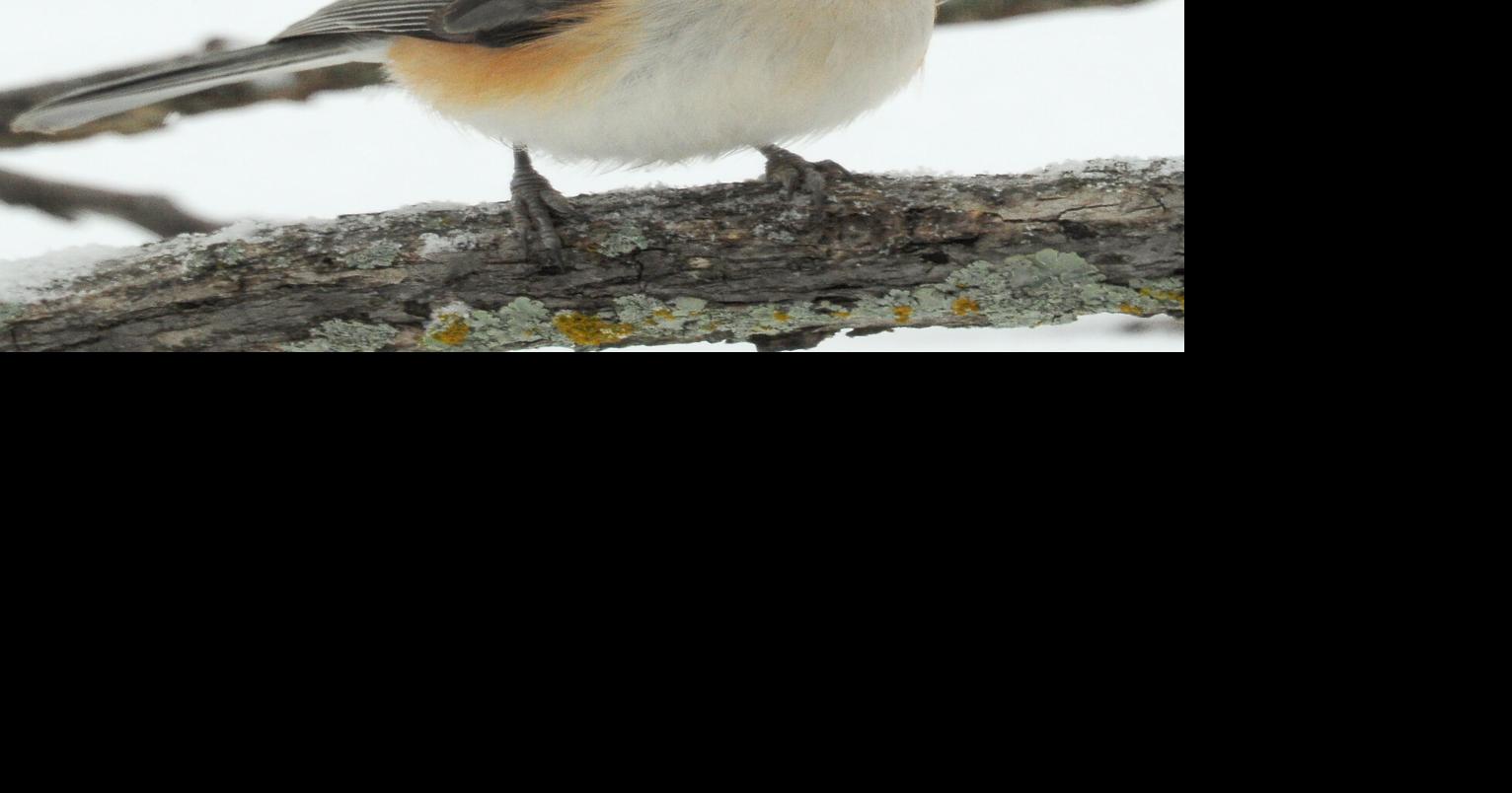 It's not a mouse | Lifestyles | theadanews.com