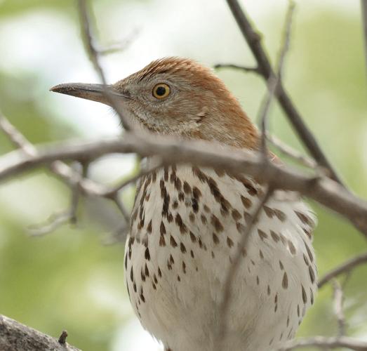brown thrasher information