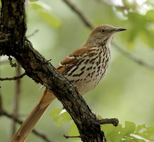 brown thrasher bird