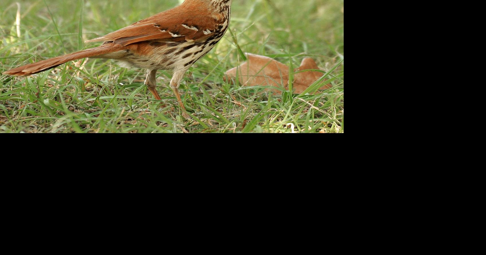 brown thrasher bird