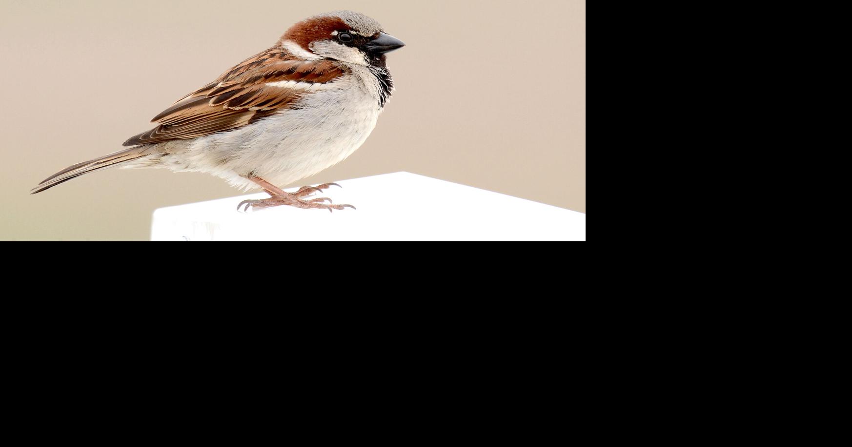 house sparrows uk