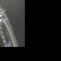 field sandbur control