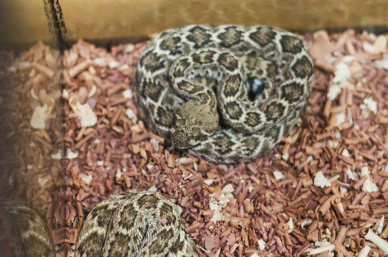 Game Wardens host snake ID seminar | Local News | theadanews.com
