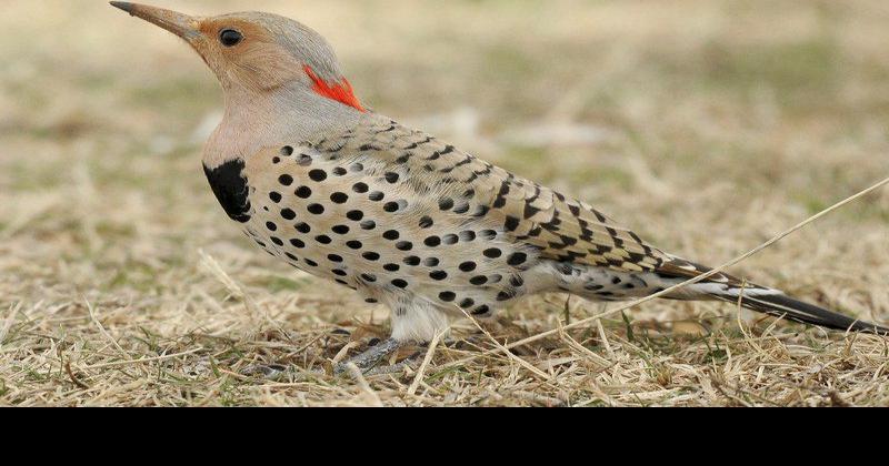 Randy's Natural World: the northern flicker | Lifestyles | theadanews.com