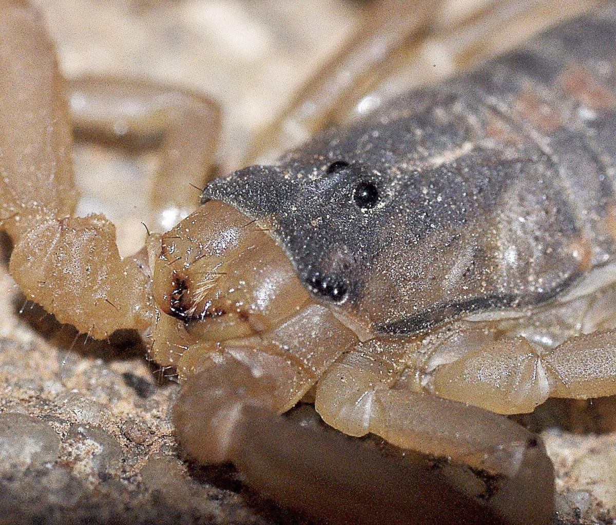 Watch where you step | Lifestyles | theadanews.com