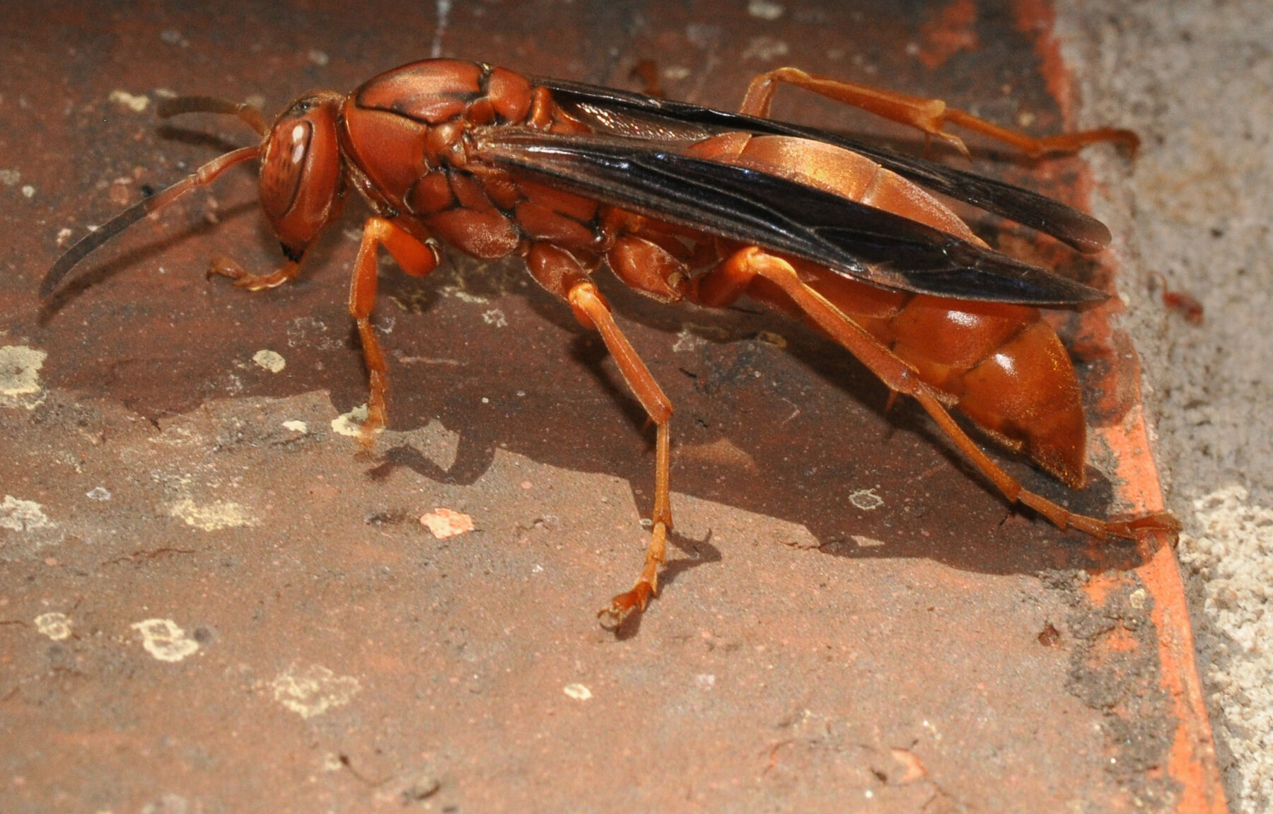 Red paper wasps Lifestyles theadanews