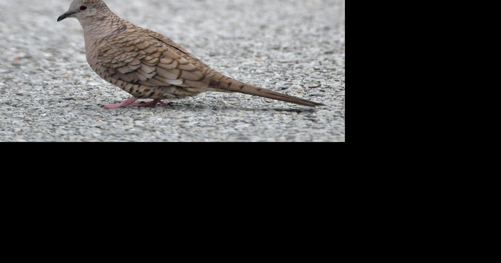 The Inca dove | Lifestyles | theadanews.com