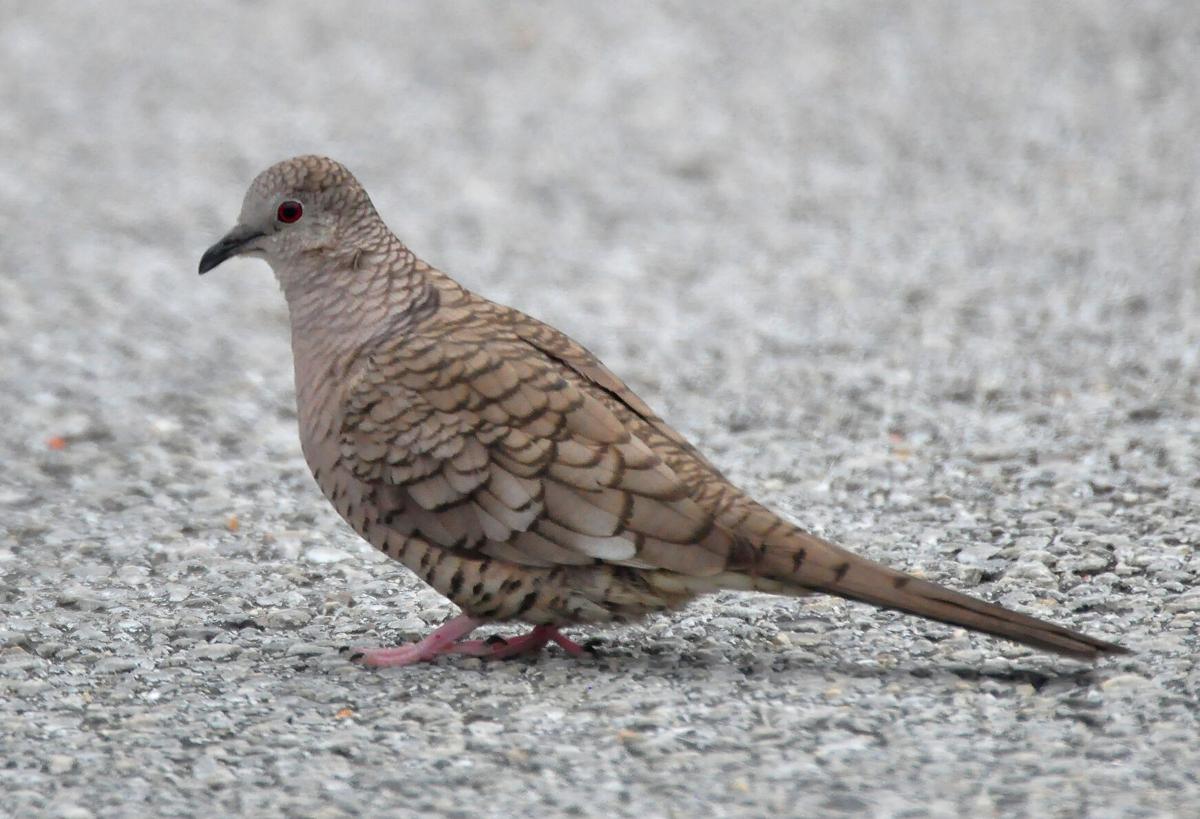inca dove