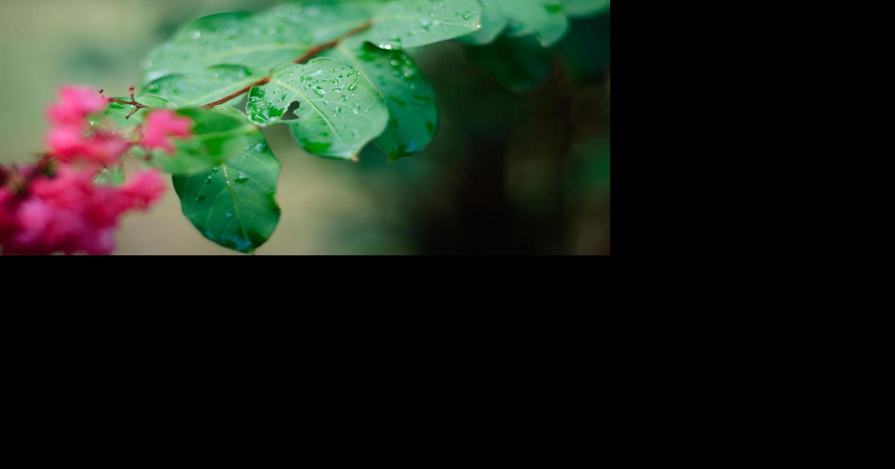 Area receives welcome rain | Local News | theadanews.com