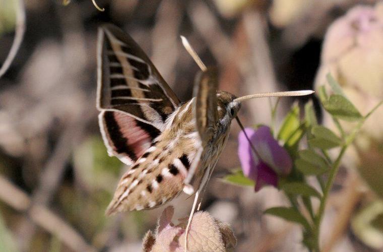 white flying sphinx moth