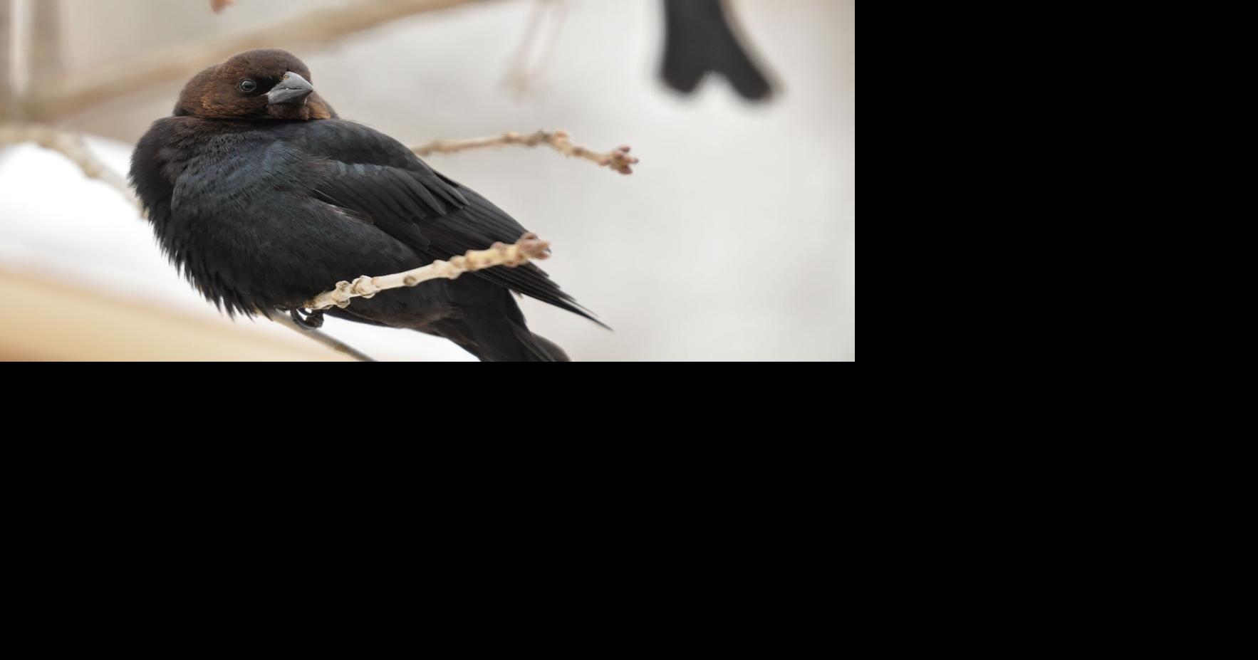 A most disliked bird | Lifestyles | theadanews.com