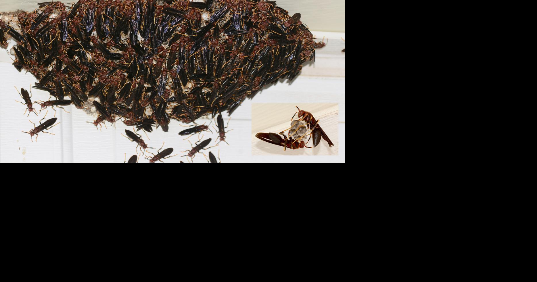 Ringed-paper wasp | Lifestyles | theadanews.com