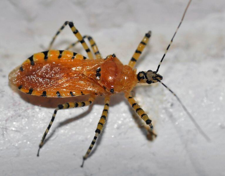 Size of a pinky fingernail : r/whatsthisbug