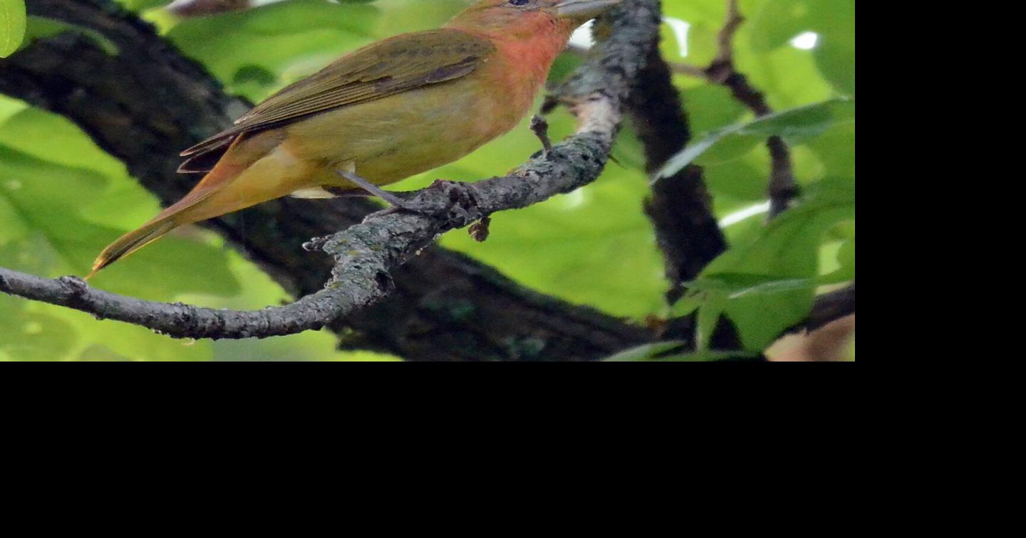 The summer tanager | Lifestyles | theadanews.com