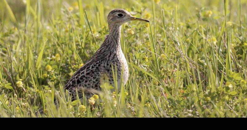 Pasture birds | Lifestyles | theadanews.com