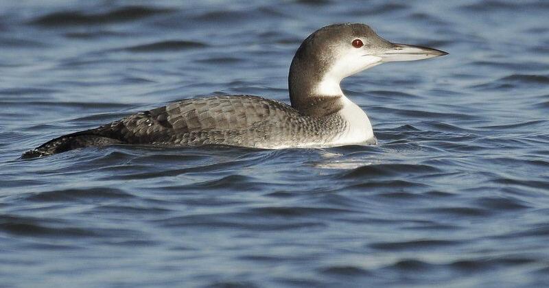 common loon coloring pages