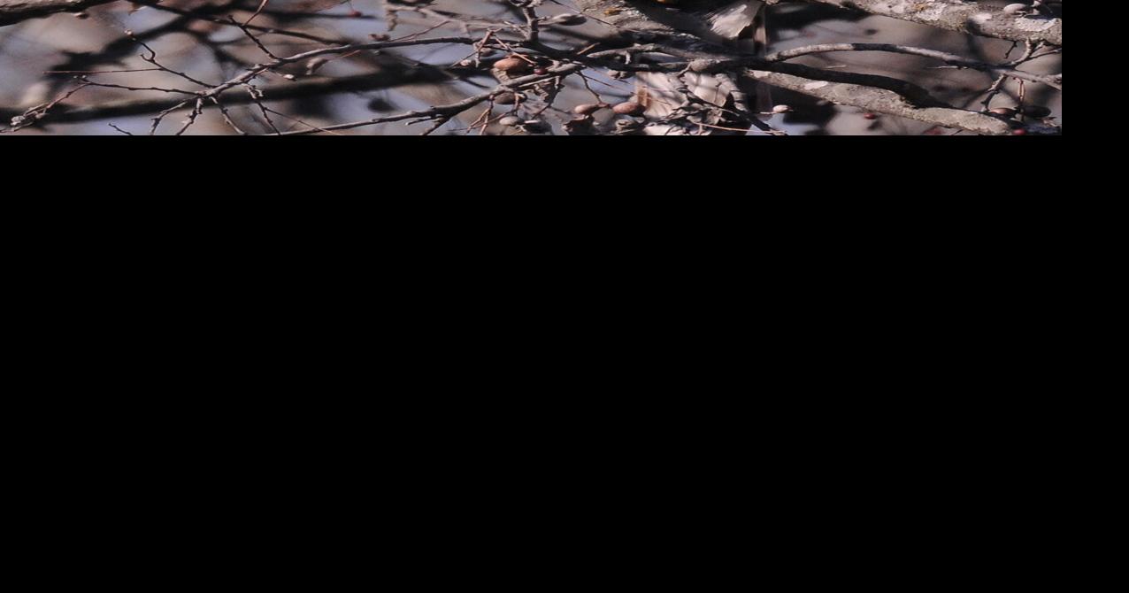 Terminator bird | Lifestyles | theadanews.com