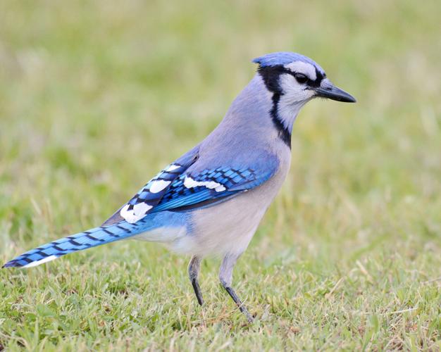 bird jay picture
