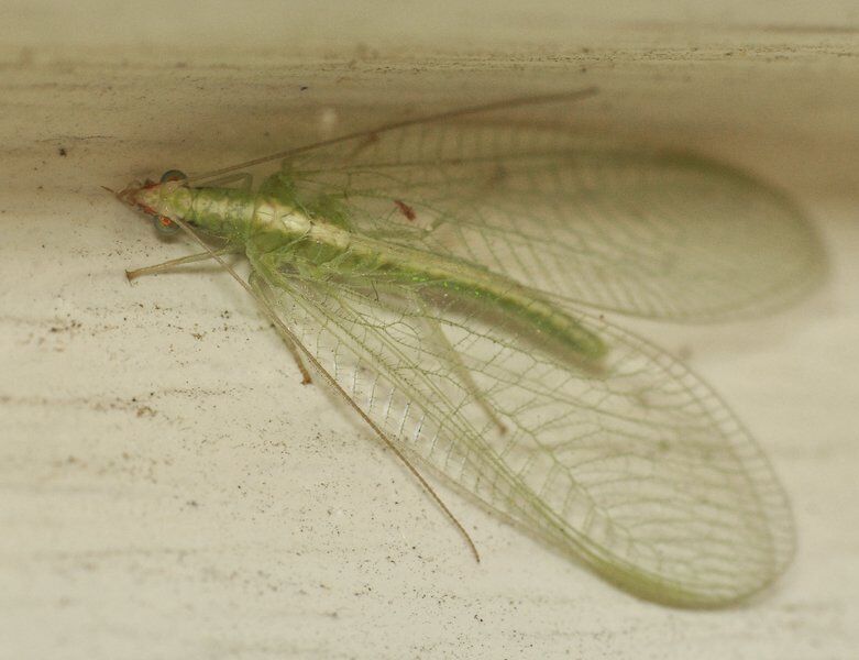 The garbage bug | Lifestyles | theadanews.com