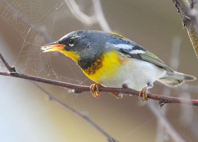 northern parula range