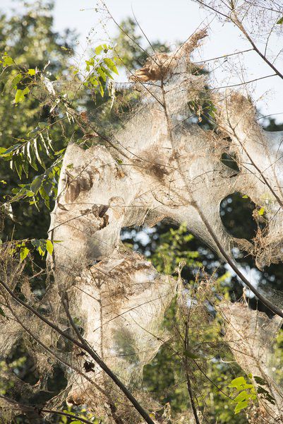 Spider webs in trees store
