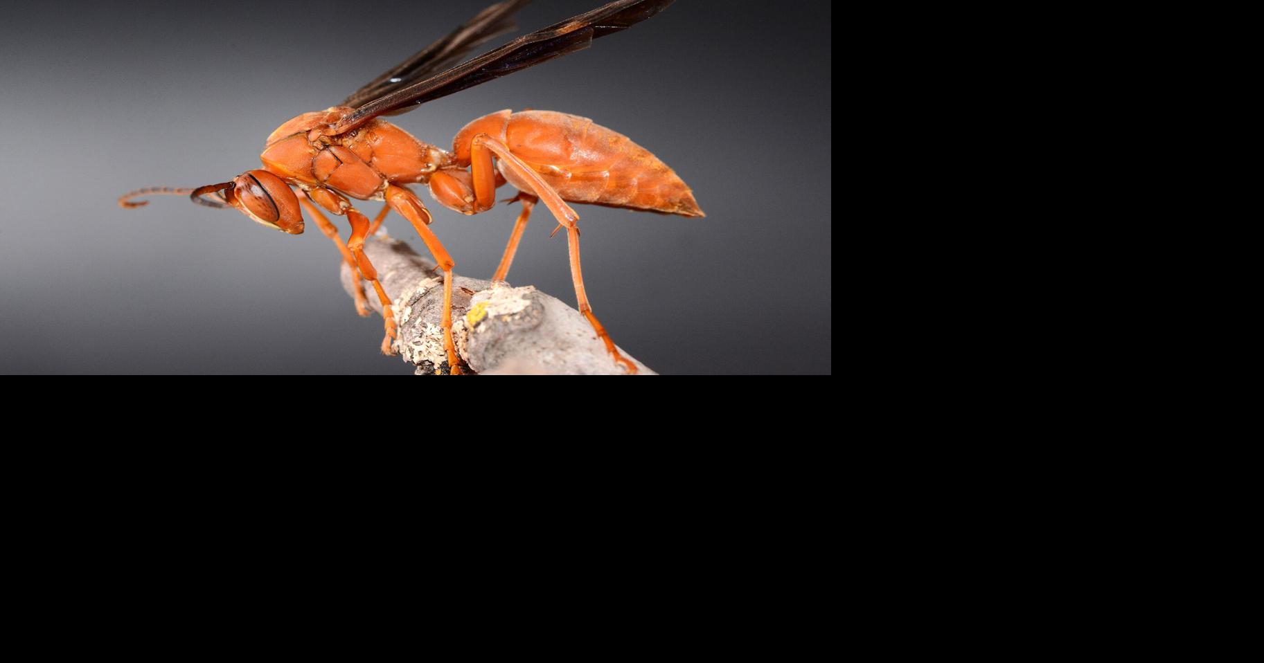 Red paper wasps | Lifestyles | theadanews.com