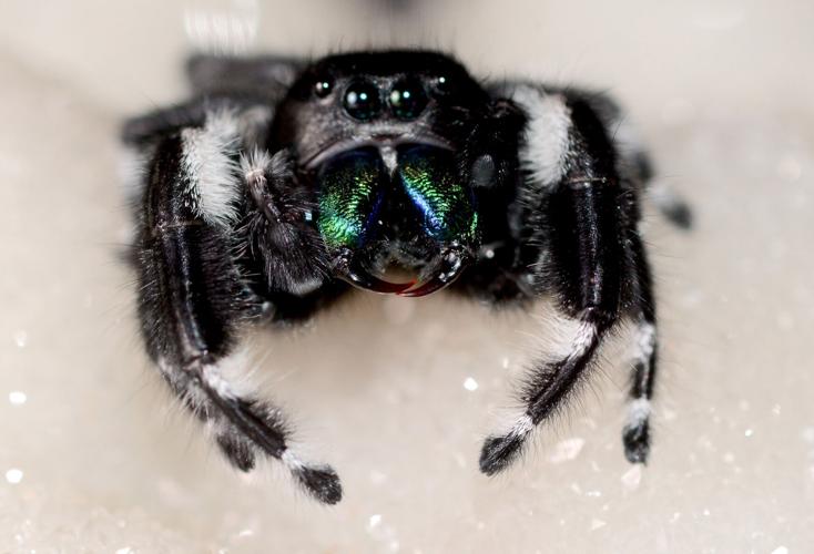 black jumping spider