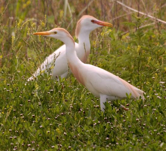 cattle egret
