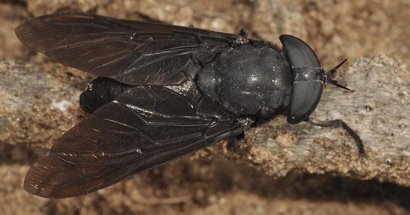 huge black fly