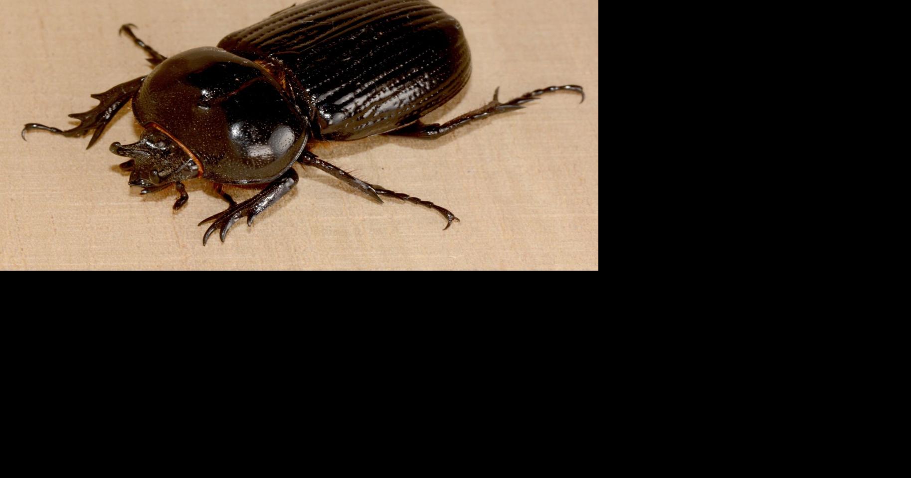 The triceratops beetle | Lifestyles | theadanews.com