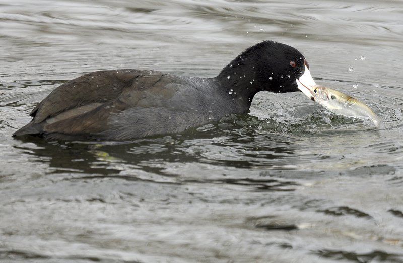 The American coot | Lifestyles | theadanews.com