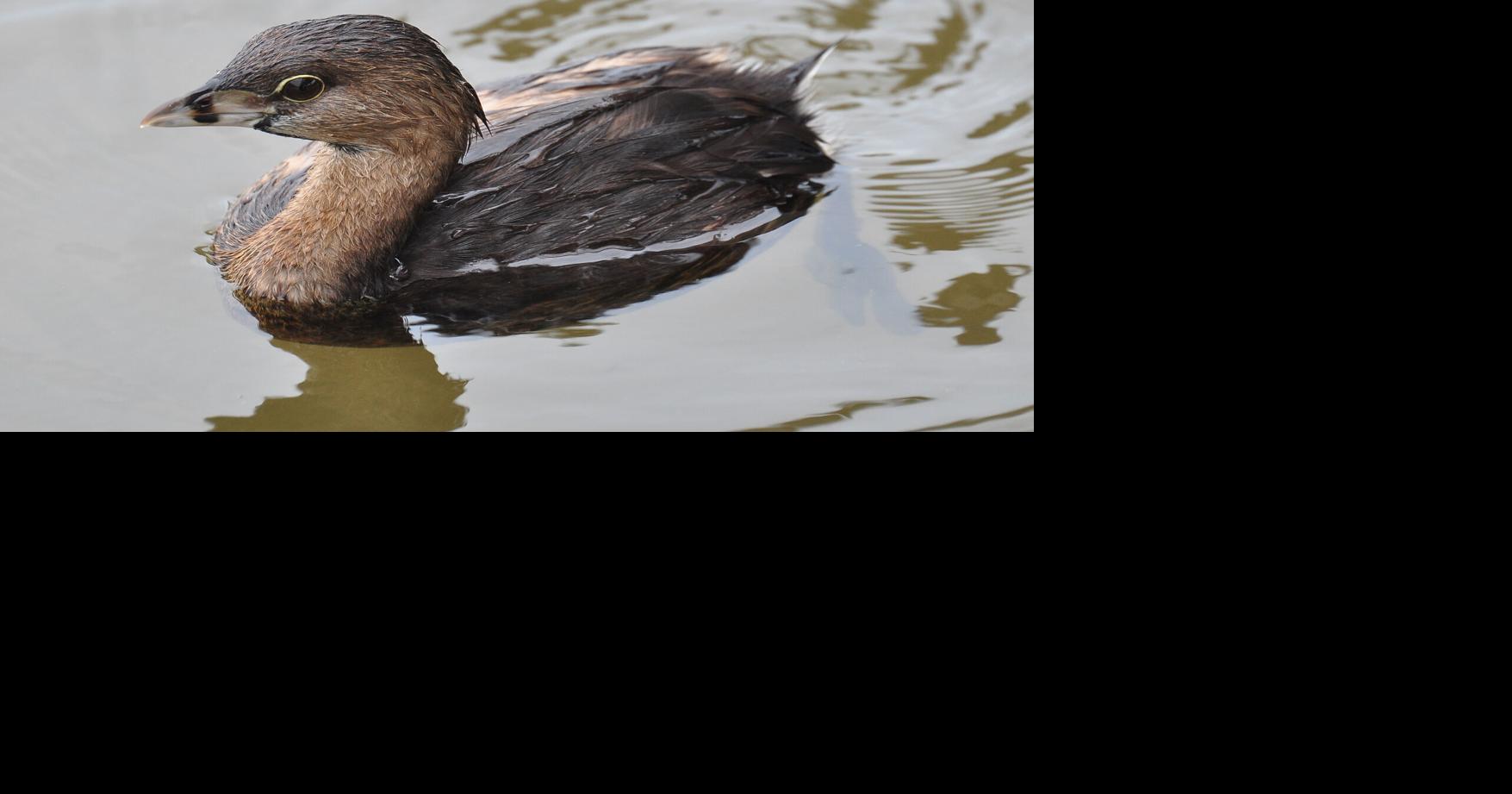 The pied-billed grebe | Lifestyles | theadanews.com