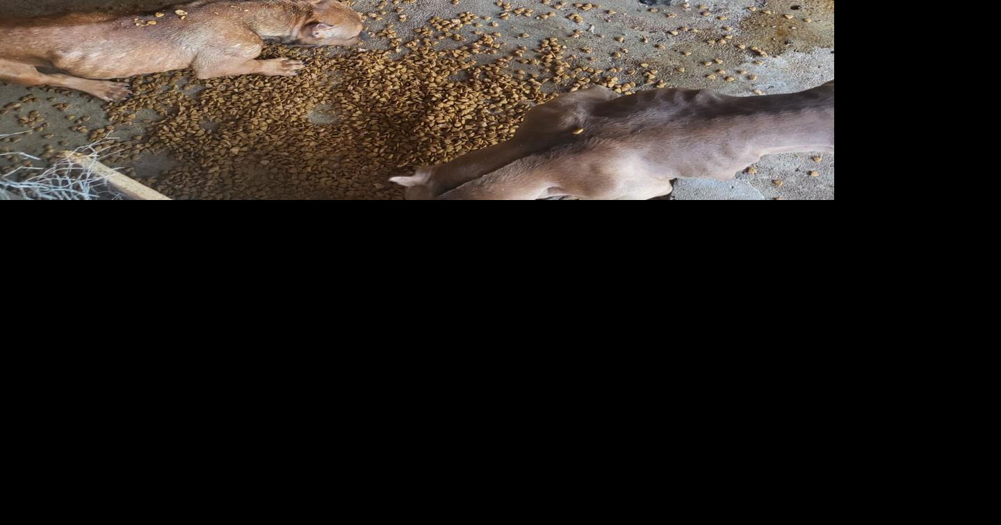 Healthy or unhealthy | Letters To The Editor | theadanews.com