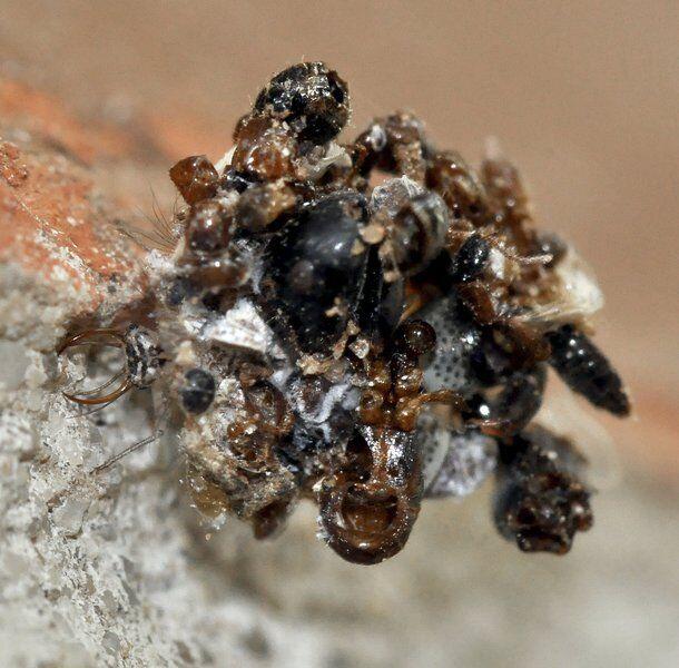 The garbage bug | Lifestyles | theadanews.com