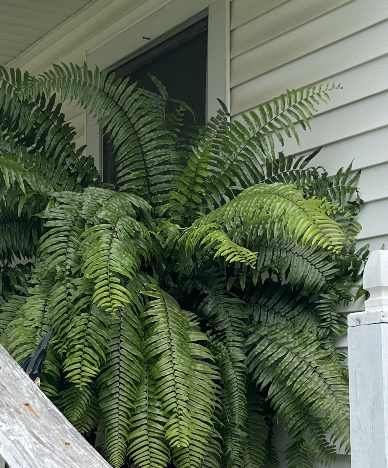 Fayette Garden Club's August yard of the month | Local News ...