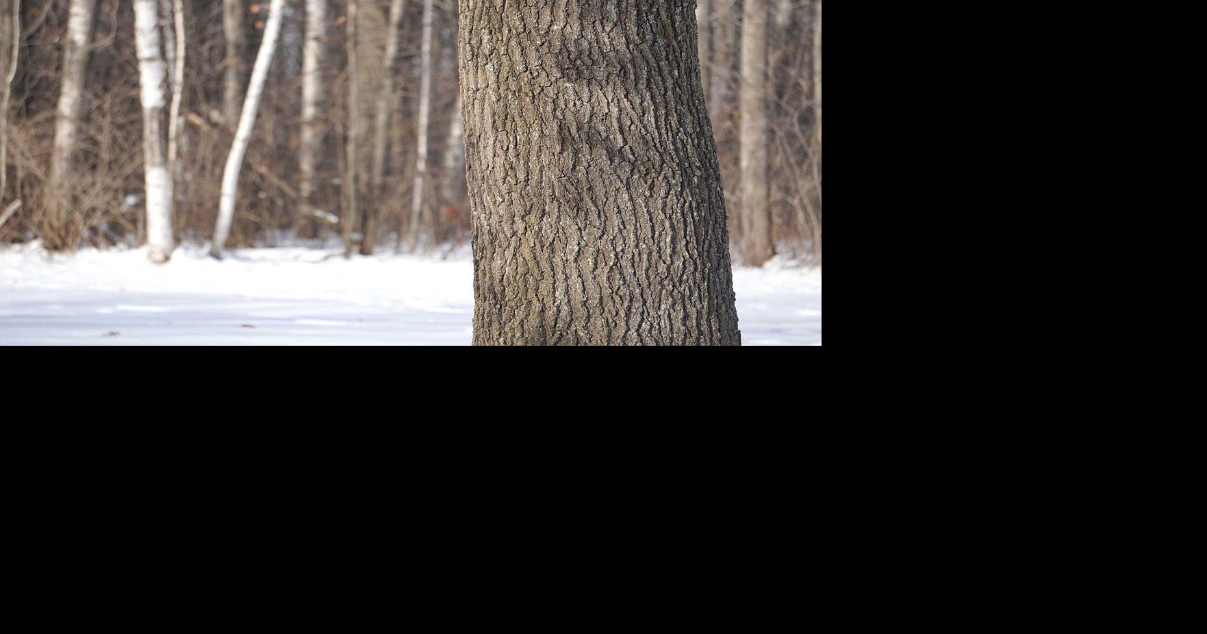 Warmer weather brings maple syrup ahead of regular season | News ...