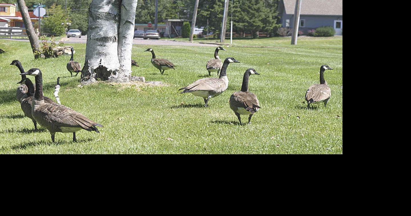 Measures may prevent second goose roundup | News | theameryfreepress.com
