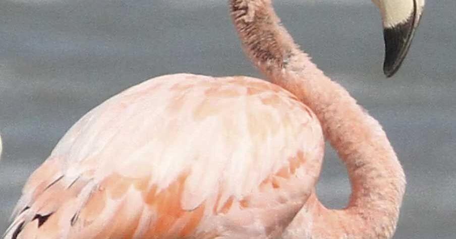 Flamingos in Wisconsin? Tropical birds visit Lake Michigan beach in a ...