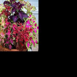 Splash some coleus | People & Events | thearabtribune.com