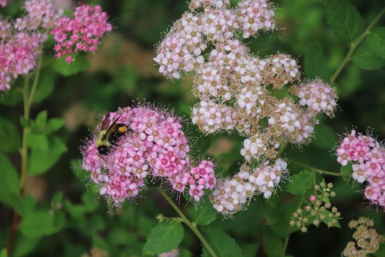 How to play a part in protecting pollinators around Denver | Archives ...