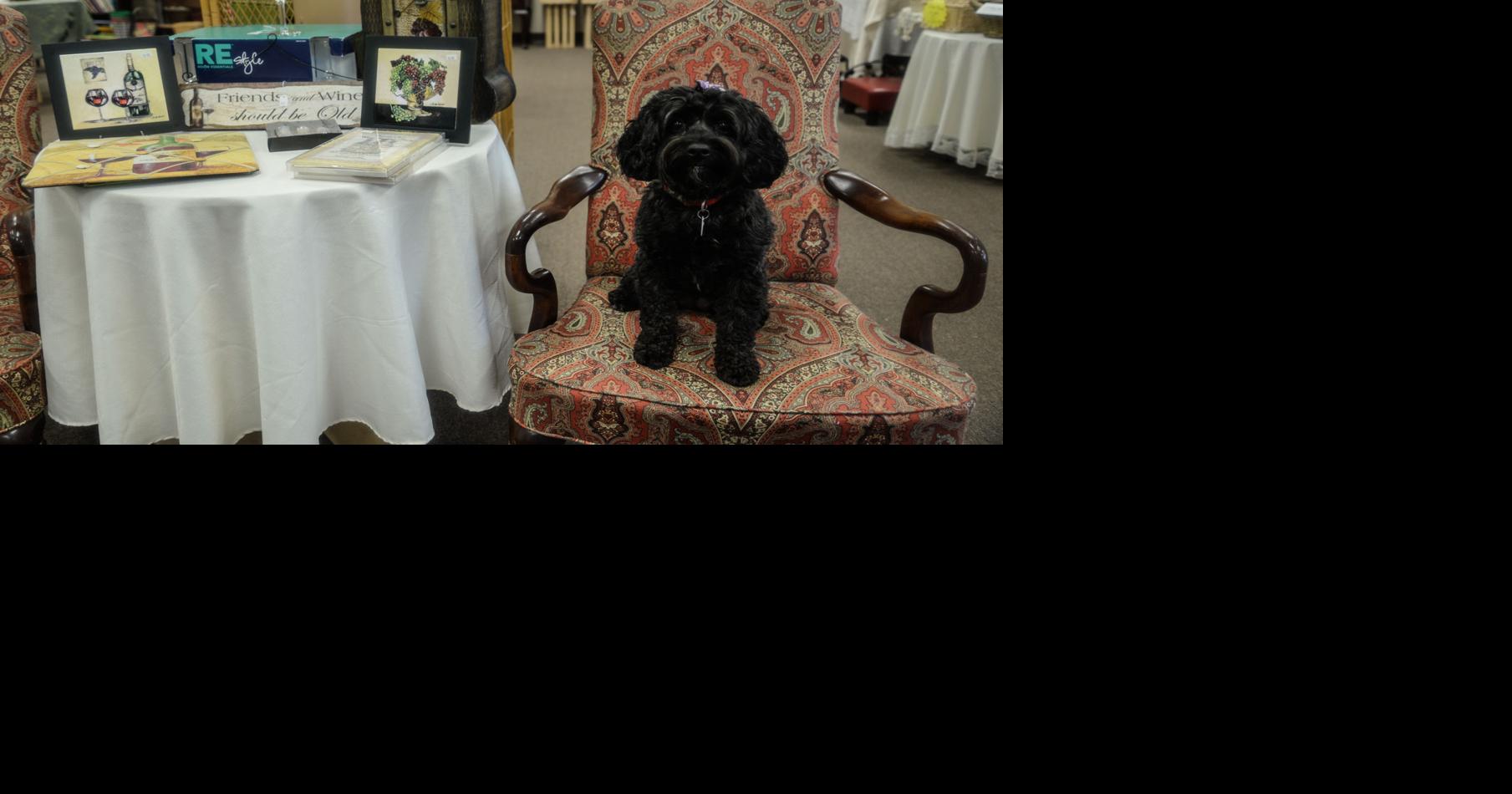 Humane society store celebrates three years | Local News ...