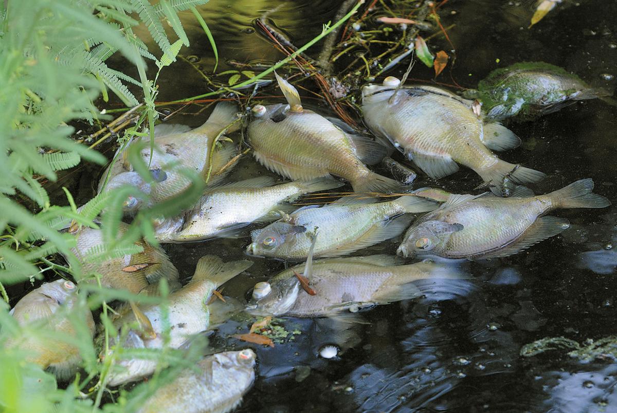 Pond turnover leaves fish dead | Local News | The Brunswick News