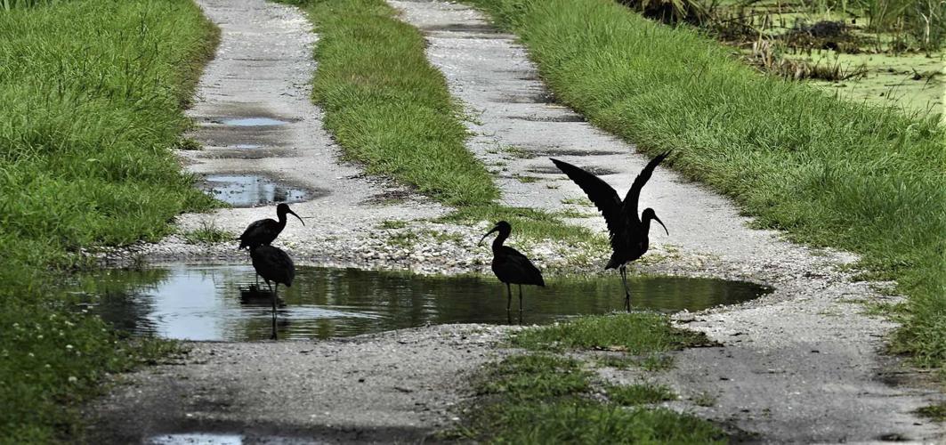 Bill could place Butler Island into private hands | Local News ...