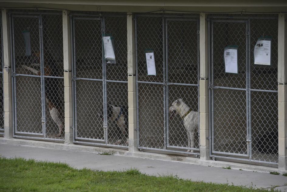 Construction estimates for new animal control shelter are in, county ...